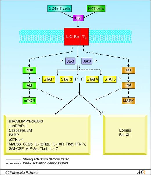 Interleukin-21 Signaling: Functions in Cancer and Autoimmunity ...