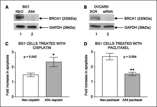 BRCA1 mRNA Expression Levels Predict for Overall Survival in Ovarian ...