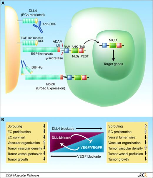 Delta-like 4/Notch Signaling and Its Therapeutic Implications ...