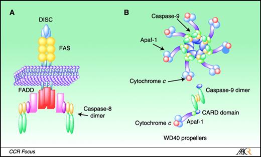BCL-2 Family Proteins: Critical Checkpoints of Apoptotic Cell Death ...