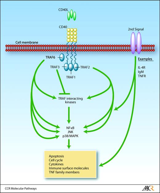 Prospect of Targeting the CD40 Pathway for Cancer Therapy | Clinical ...