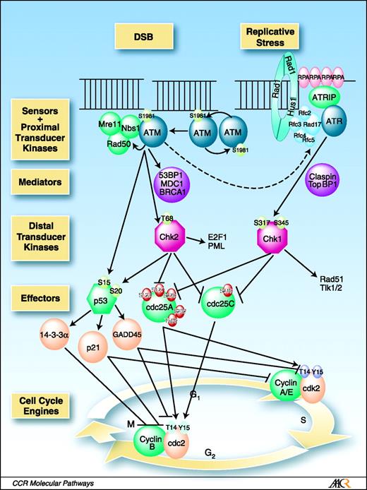 Targeting Checkpoint Kinase 1 in Cancer Therapeutics | Clinical Cancer ...