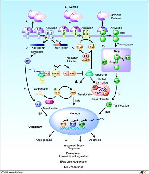 The Unfolded Protein Response and Integrated Stress Response to Anoxia ...