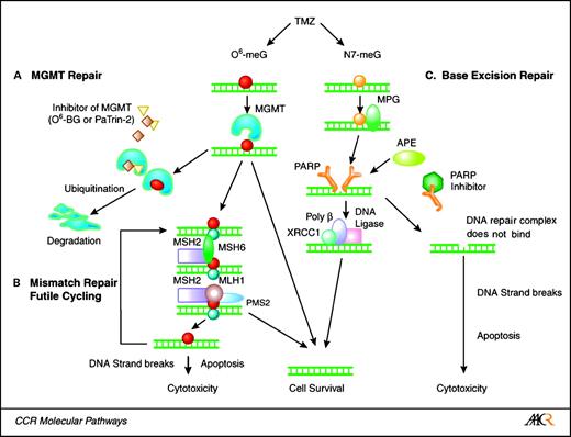 Mechanisms of Chemoresistance to Alkylating Agents in Malignant Glioma ...