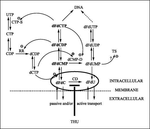 Modulation of Gemcitabine (2′,2′-Difluoro-2′-Deoxycytidine ...