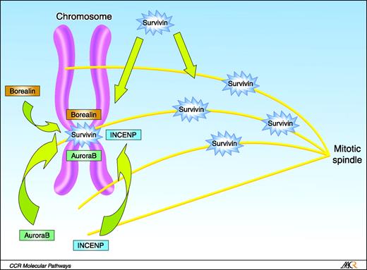 Survivin: Key Regulator of Mitosis and Apoptosis and Novel Target for ...
