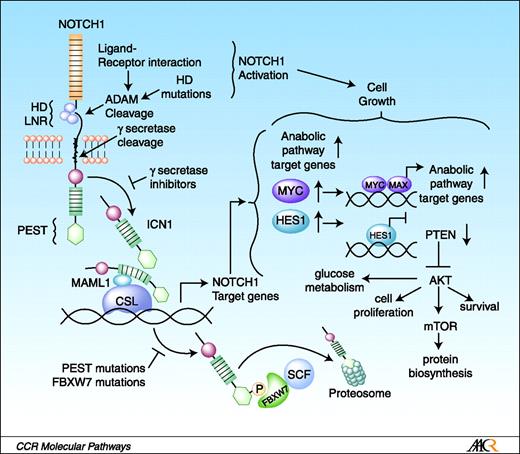 Oncogenic NOTCH1 Control of MYC and PI3K: Challenges and Opportunities ...