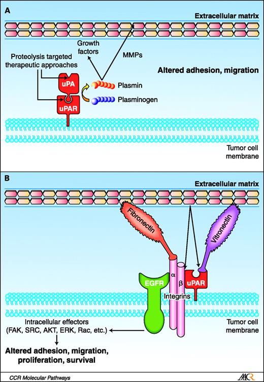 Urokinase Plasminogen Activator Receptor Choreographs Multiple Ligand ...