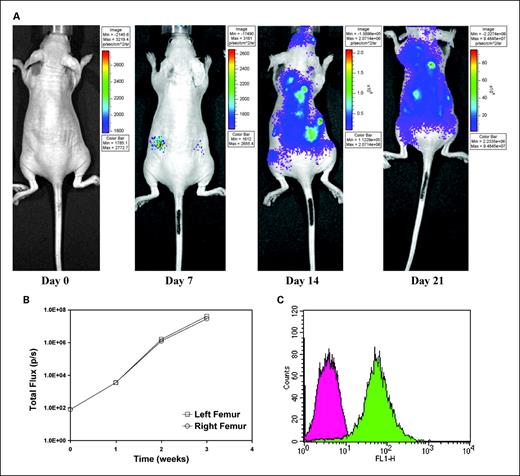 An Immunotolerant HER-2/neu Transgenic Mouse Model of Metastatic Breast ...