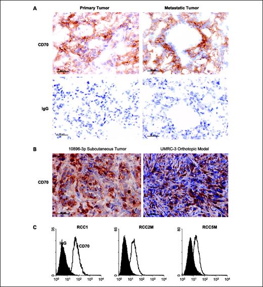 Potent Anticarcinoma Activity of the Humanized Anti-CD70 Antibody h1F6 ...