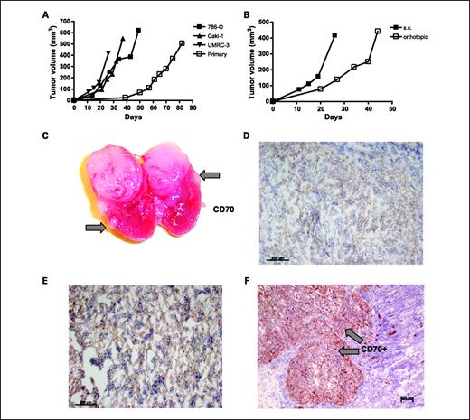 Potent Anticarcinoma Activity of the Humanized Anti-CD70 Antibody h1F6 ...