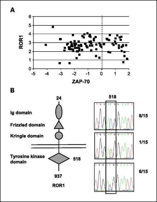 Unique Cell Surface Expression of Receptor Tyrosine Kinase ROR1 in ...
