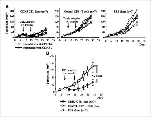 Identification of a Novel Tumor-Associated Antigen, Cadherin 3/P ...