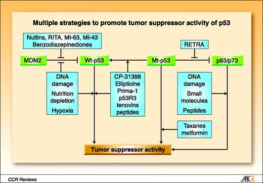 Structural and Functional Basis for Therapeutic Modulation of p53 ...