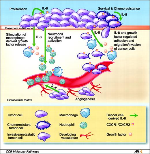 The Interleukin-8 Pathway in Cancer | Clinical Cancer Research ...