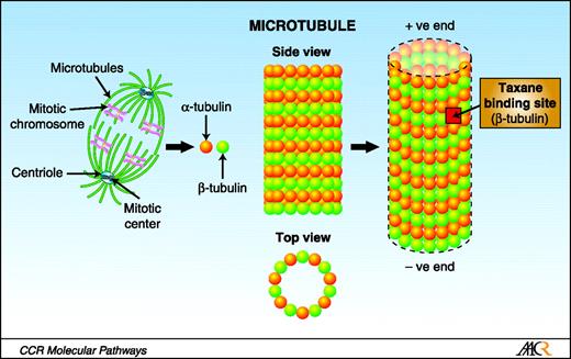 Microtubule Active Agents: Beyond the Taxane Frontier | Clinical Cancer ...