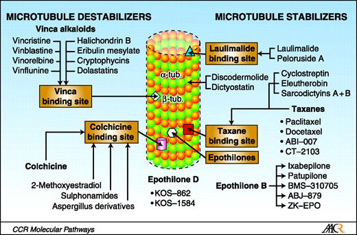 Microtubule Active Agents: Beyond the Taxane Frontier | Clinical Cancer ...