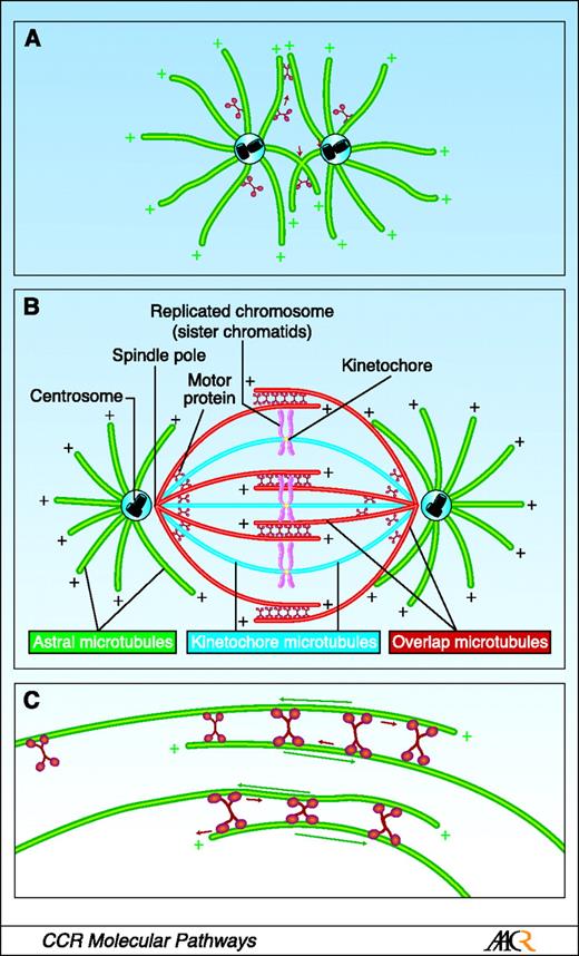 Targeting the Kinesin Spindle Protein: Basic Principles and Clinical ...