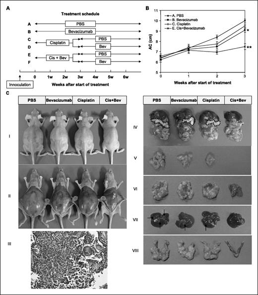 Maintenance Treatment with Bevacizumab Prolongs Survival in an In vivo ...