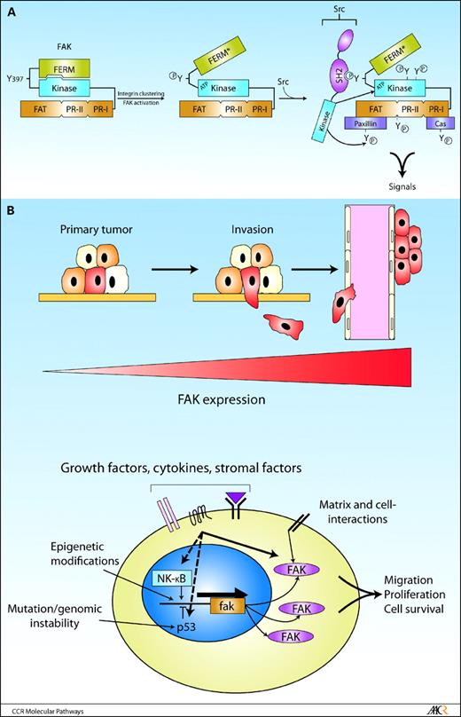 Focal Adhesion Kinase: Targeting Adhesion Signaling Pathways for ...
