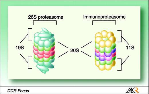 Proteasome Inhibitors in Cancer Therapy: Lessons from the First Decade ...
