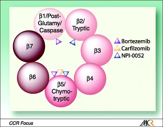 Proteasome Inhibitors in Cancer Therapy: Lessons from the First Decade ...