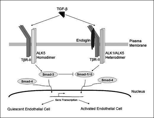 Endoglin (CD105): A Marker of Tumor Vasculature and Potential Target ...