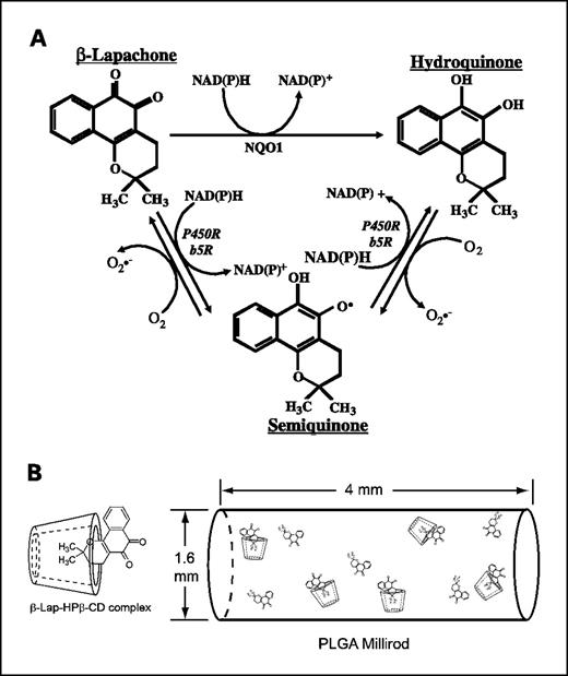 Intratumoral Delivery of β-Lapachone via Polymer Implants for Prostate ...