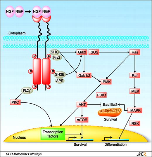 Trk Receptor Expression and Inhibition in Neuroblastomas | Clinical ...