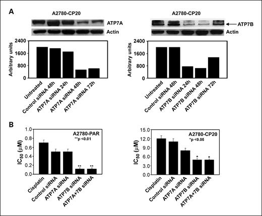 Therapeutic Targeting of ATP7B in Ovarian Carcinoma | Clinical Cancer ...