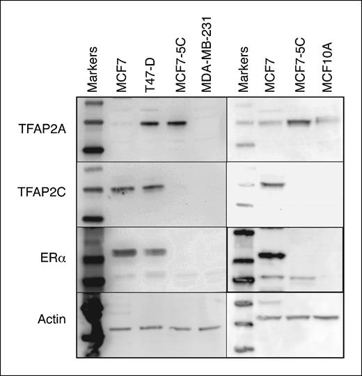 Interaction of TFAP2C with the Estrogen Receptor-α Promoter Is ...