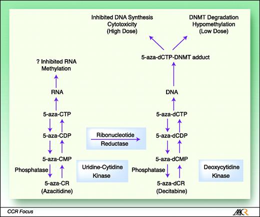 Targeting DNA Methylation | Clinical Cancer Research | American ...