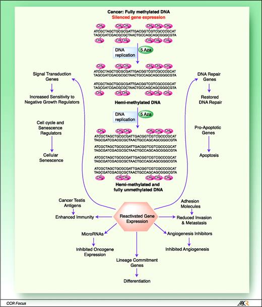 Targeting DNA Methylation | Clinical Cancer Research | American ...