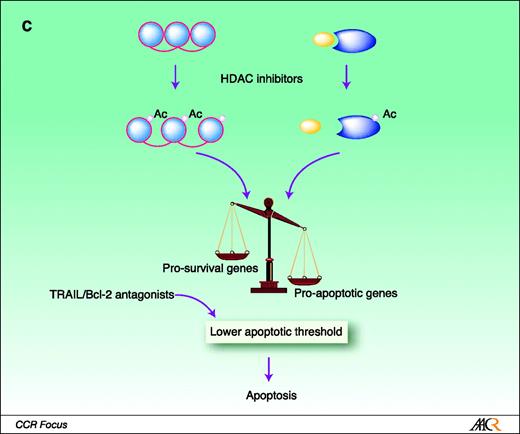 Rational Combinations Using HDAC Inhibitors | Clinical Cancer Research ...