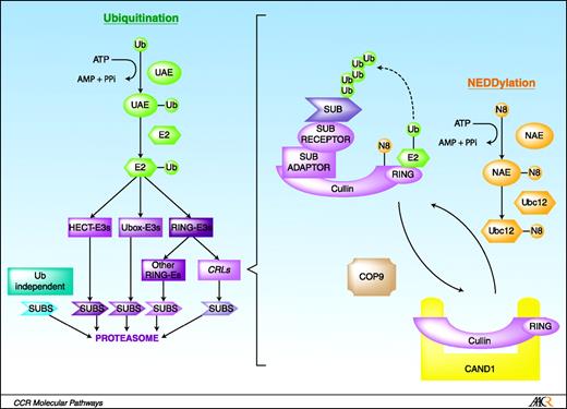 Targeting NEDD8-Activated Cullin-RING Ligases for the Treatment of ...
