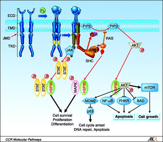 Structural and Functional Alterations of FLT3 in Acute Myeloid Leukemia ...