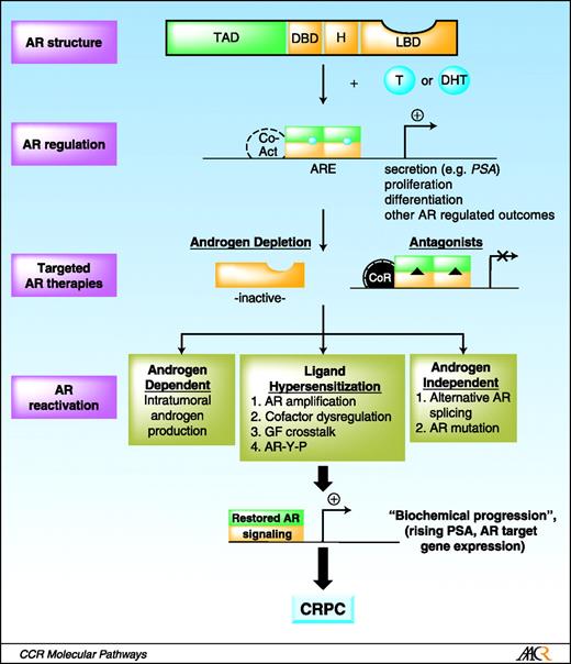 Starving the Addiction: New Opportunities for Durable Suppression of AR ...