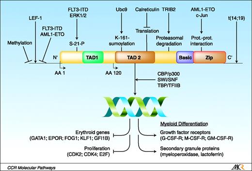 Complexity of CEBPA Dysregulation in Human Acute Myeloid Leukemia ...