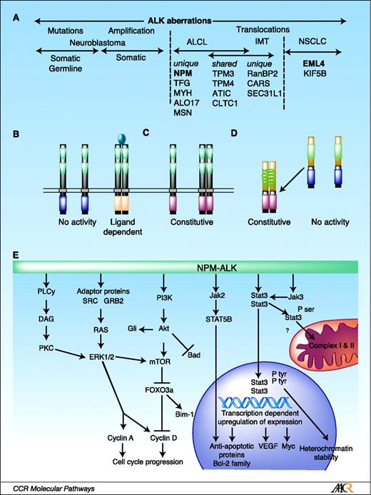 Inhibition of ALK Signaling for Cancer Therapy | Clinical Cancer ...