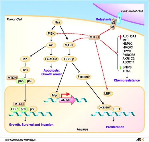 The Multifaceted Role of MTDH/AEG-1 in Cancer Progression | Clinical ...