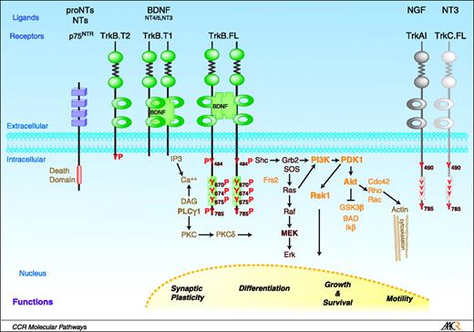 On Trk—The TrkB Signal Transduction Pathway Is an Increasingly ...