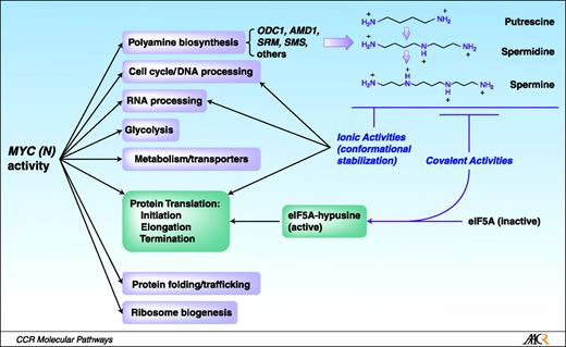 Disrupting Polyamine Homeostasis as a Therapeutic Strategy for ...