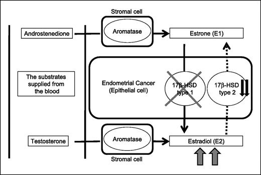 Local Biosynthesis of Estrogen in Human Endometrial Carcinoma through ...