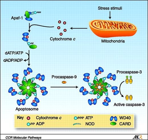 Targeting the Apoptosome for Cancer Therapy | Clinical Cancer Research ...