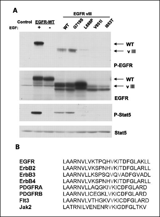 Functional Analysis of Epidermal Growth Factor Receptor (EGFR ...