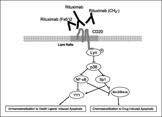 Rituximab-Mediated Cell Signaling and Chemo/Immuno-sensitization of ...