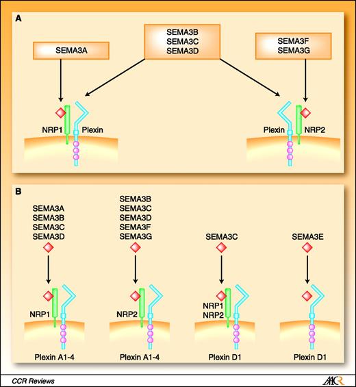 Role of Class 3 Semaphorins and Their Receptors in Tumor Growth and ...