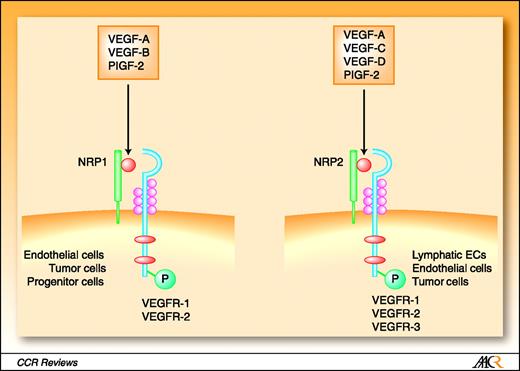 Role of Class 3 Semaphorins and Their Receptors in Tumor Growth and ...