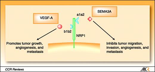 Role of Class 3 Semaphorins and Their Receptors in Tumor Growth and ...