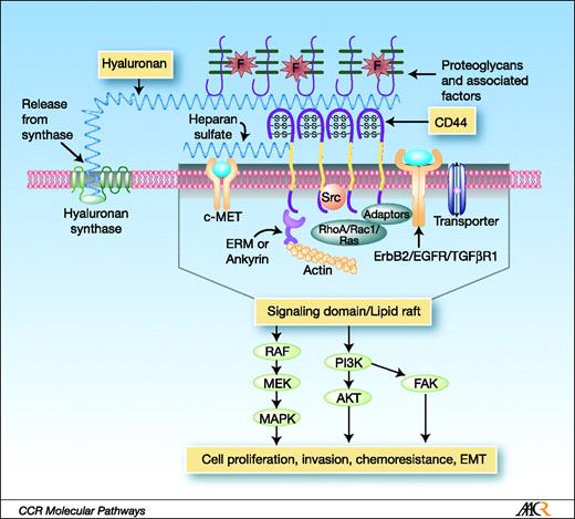 Hyaluronan-CD44 Interactions in Cancer: Paradoxes and Possibilities ...